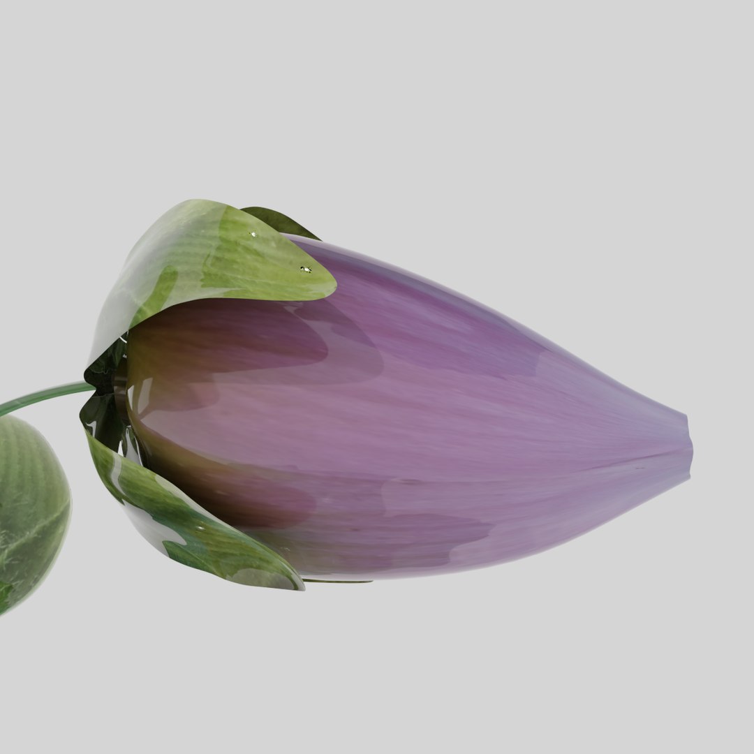 Hollyhocks Plants Alcea 3D - TurboSquid 1313914