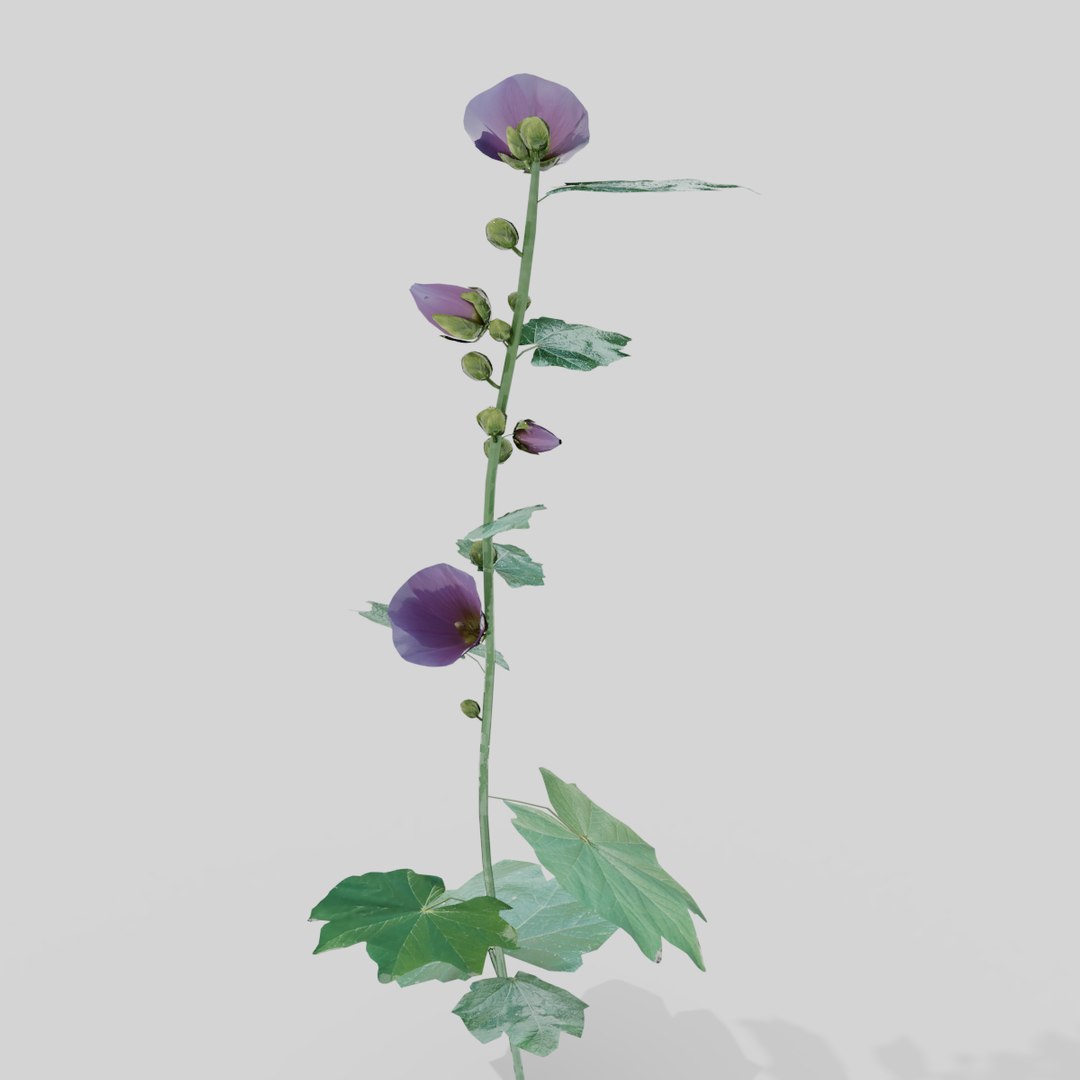 Hollyhocks Plants Alcea 3D - TurboSquid 1313914
