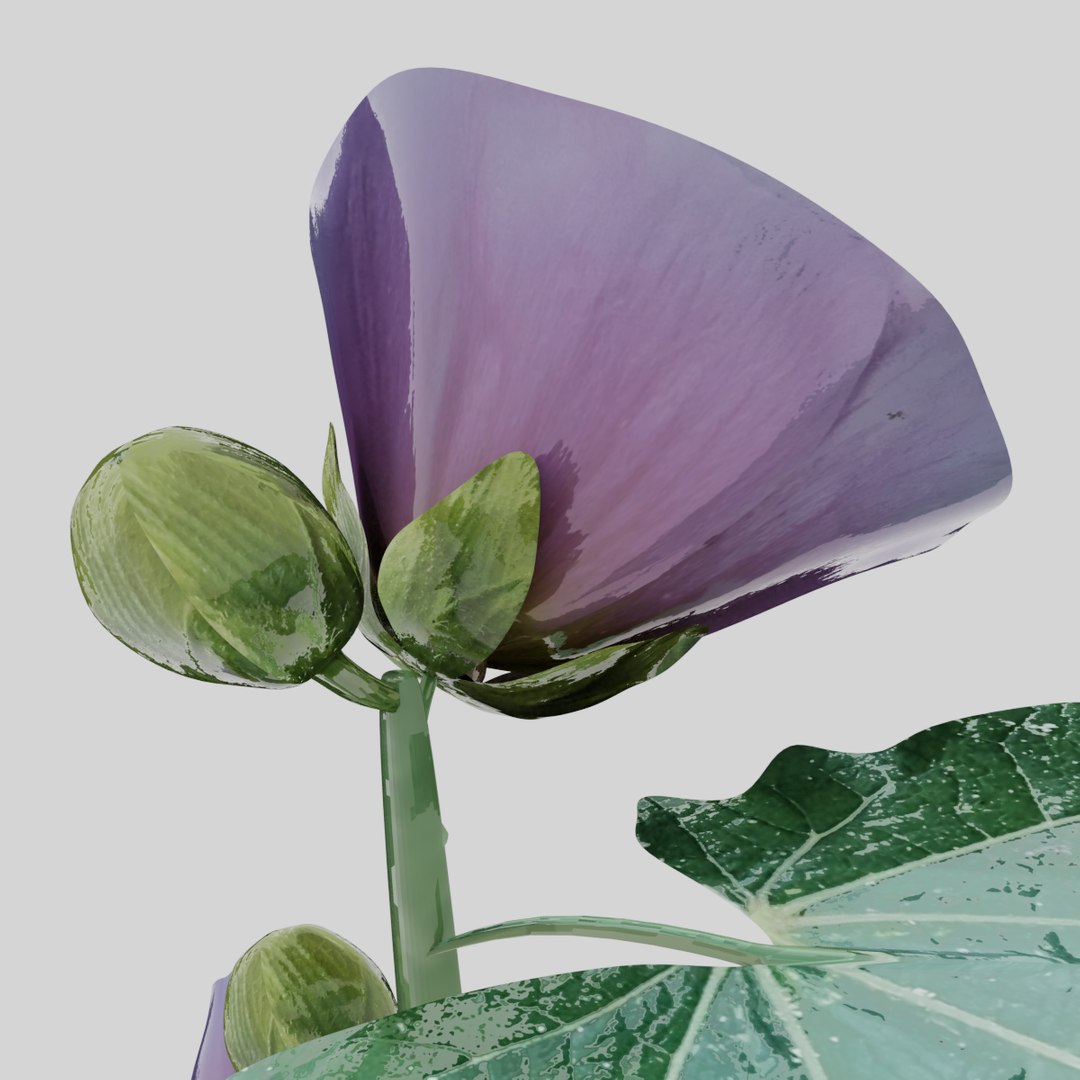 Hollyhocks Plants Alcea 3D - TurboSquid 1313914