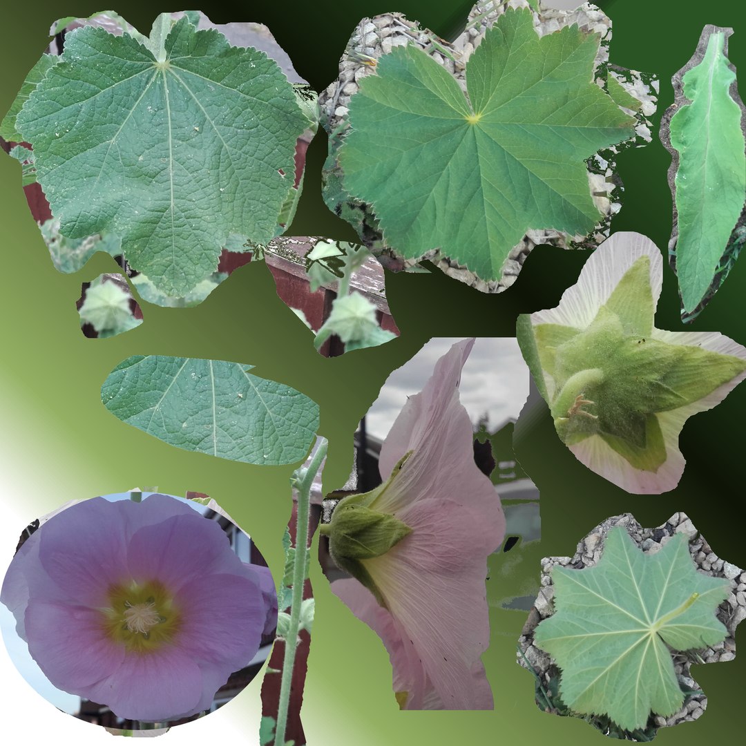 Hollyhocks Plants Alcea 3D - TurboSquid 1313914