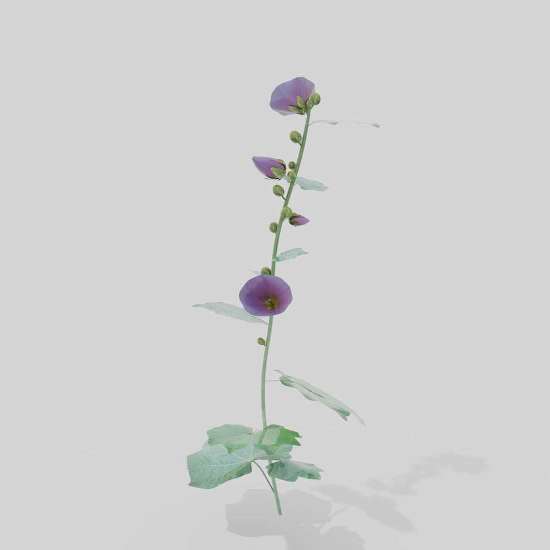 Hollyhocks Plants Alcea 3D - TurboSquid 1313914