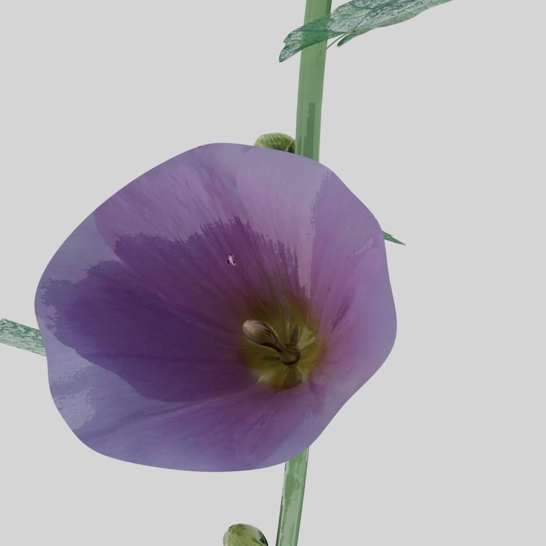 Hollyhocks Plants Alcea 3D - TurboSquid 1313914
