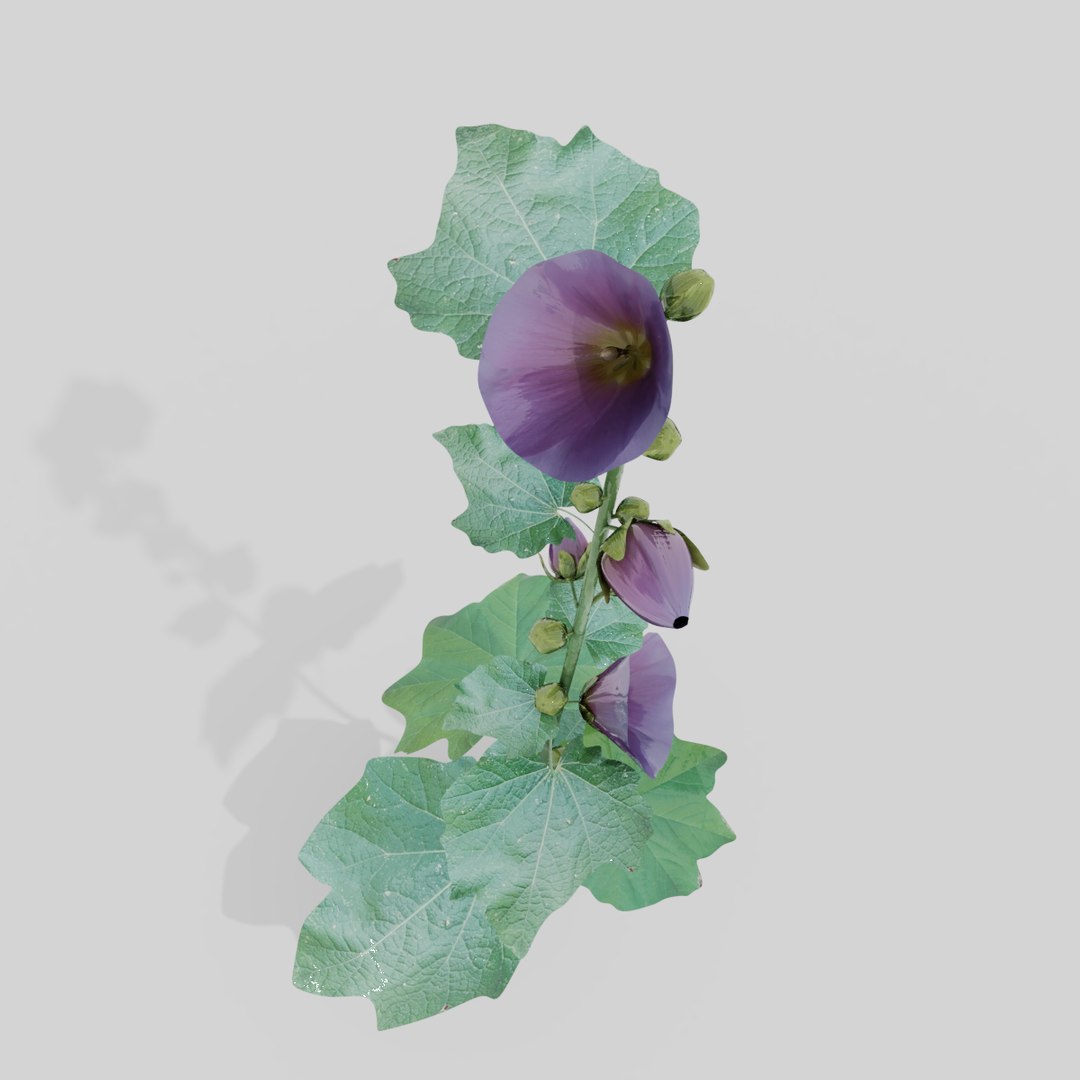 Hollyhocks Plants Alcea 3D - TurboSquid 1313914