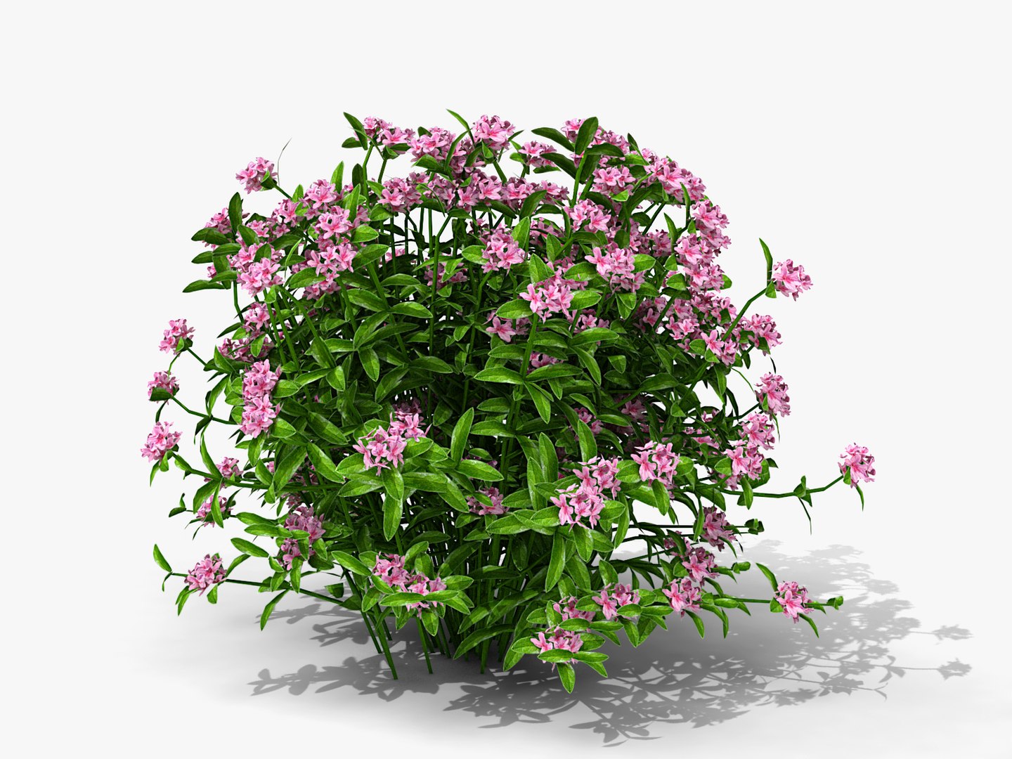 Plant Imperial Queen Azalea 3d Model