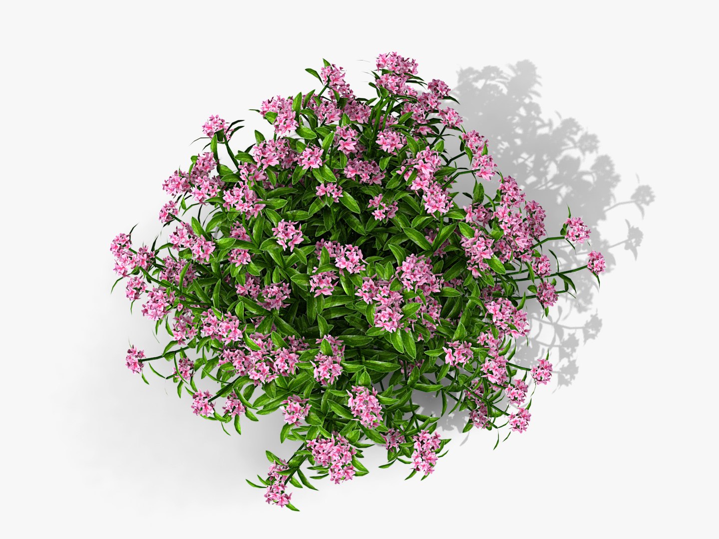 Plant Imperial Queen Azalea 3d Model