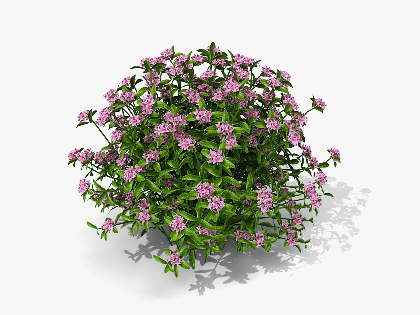 Plant Imperial Queen Azalea 3d Model