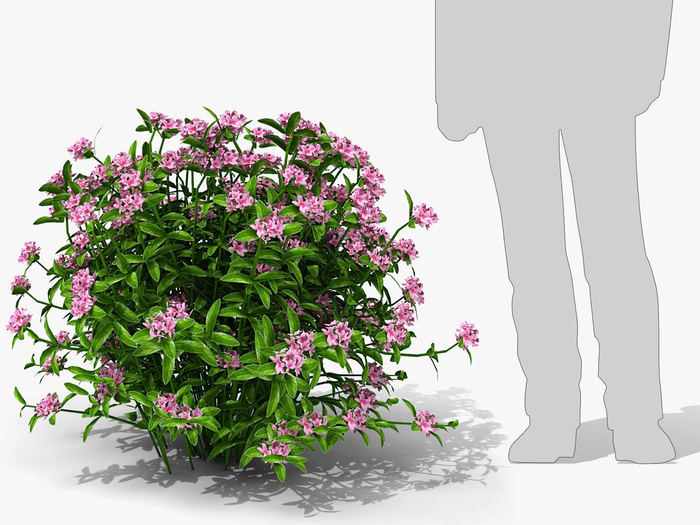 Plant Imperial Queen Azalea 3d Model