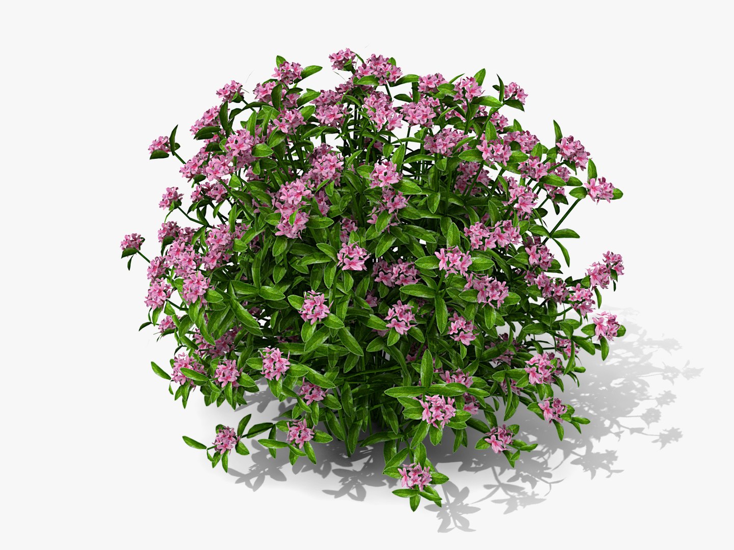Plant Imperial Queen Azalea 3d Model