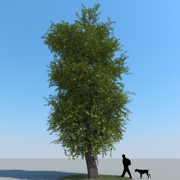 realistic linden tree leaf 3d model