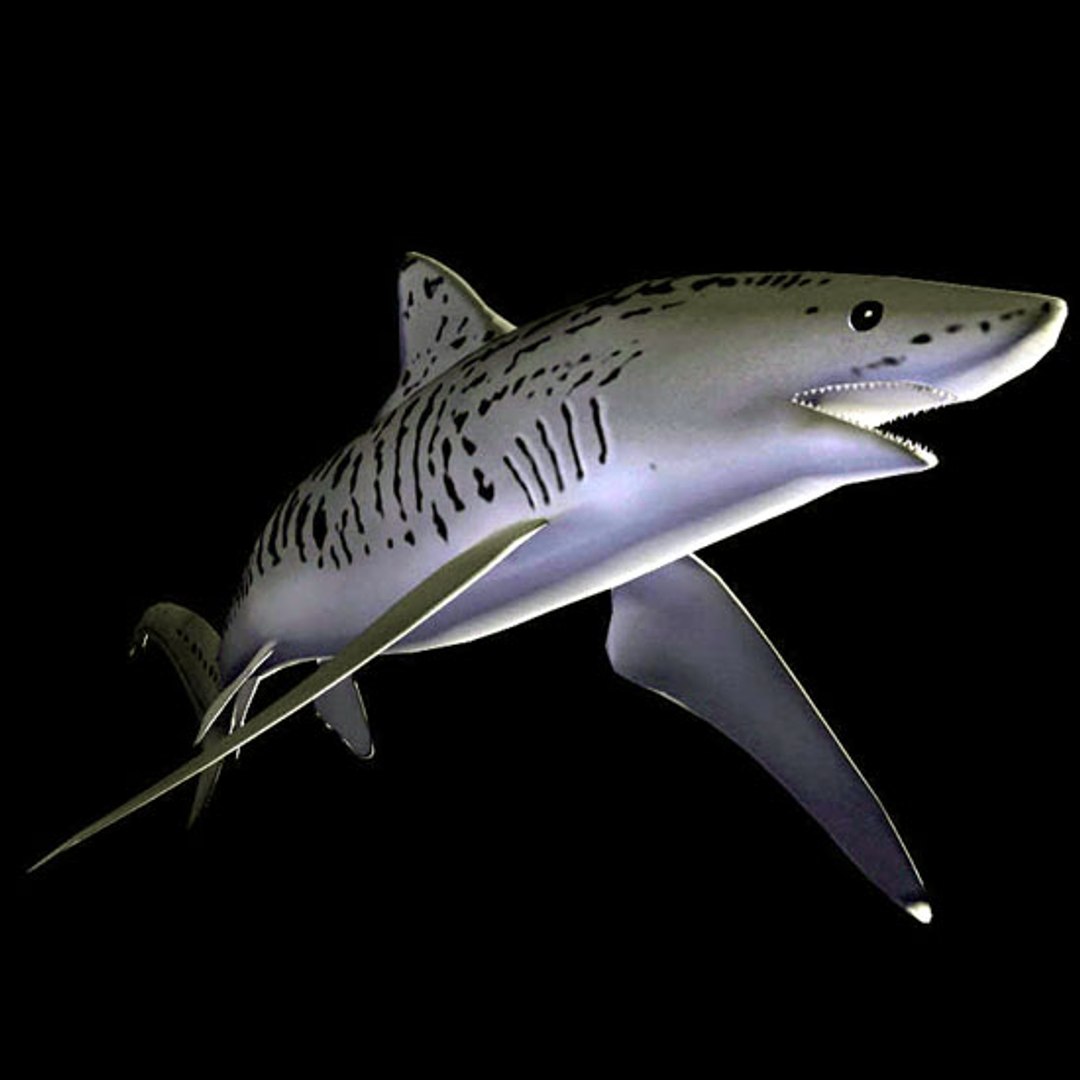 3d Tiger Shark Model