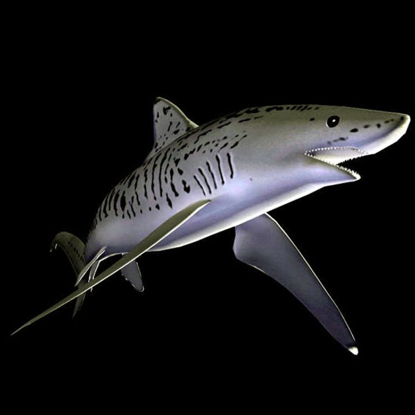 3d tiger shark model
