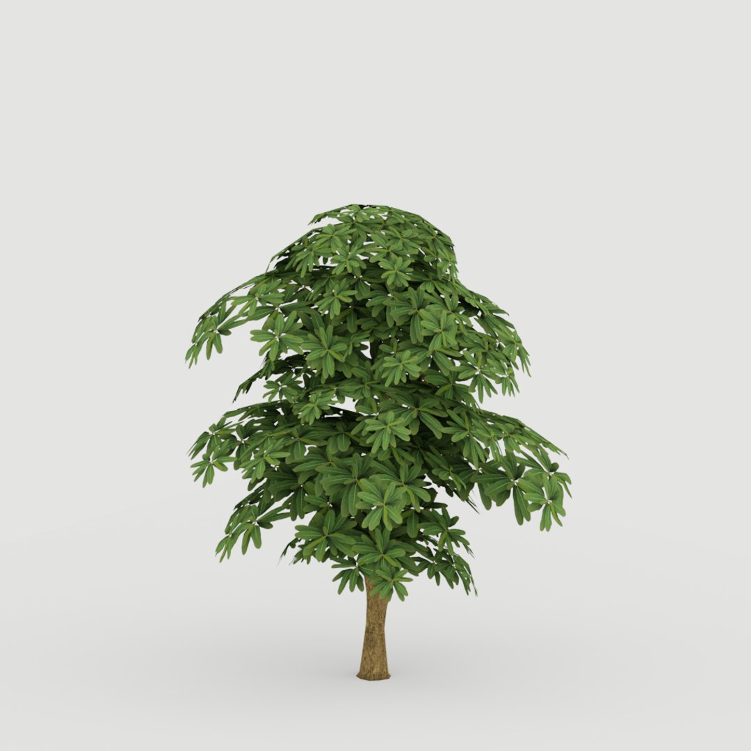 3D Cerbera Tree Model - TurboSquid 1425230