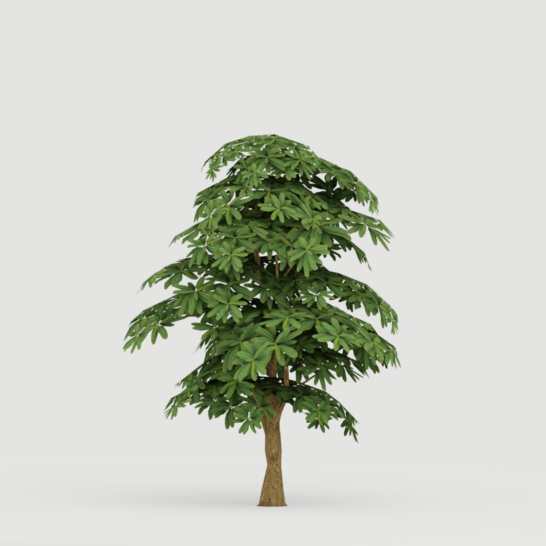 3D Cerbera Tree Model - TurboSquid 1425230