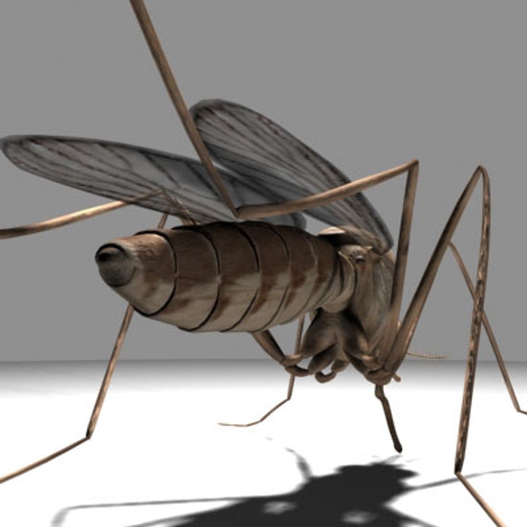 Mosquito Insect 3d Model