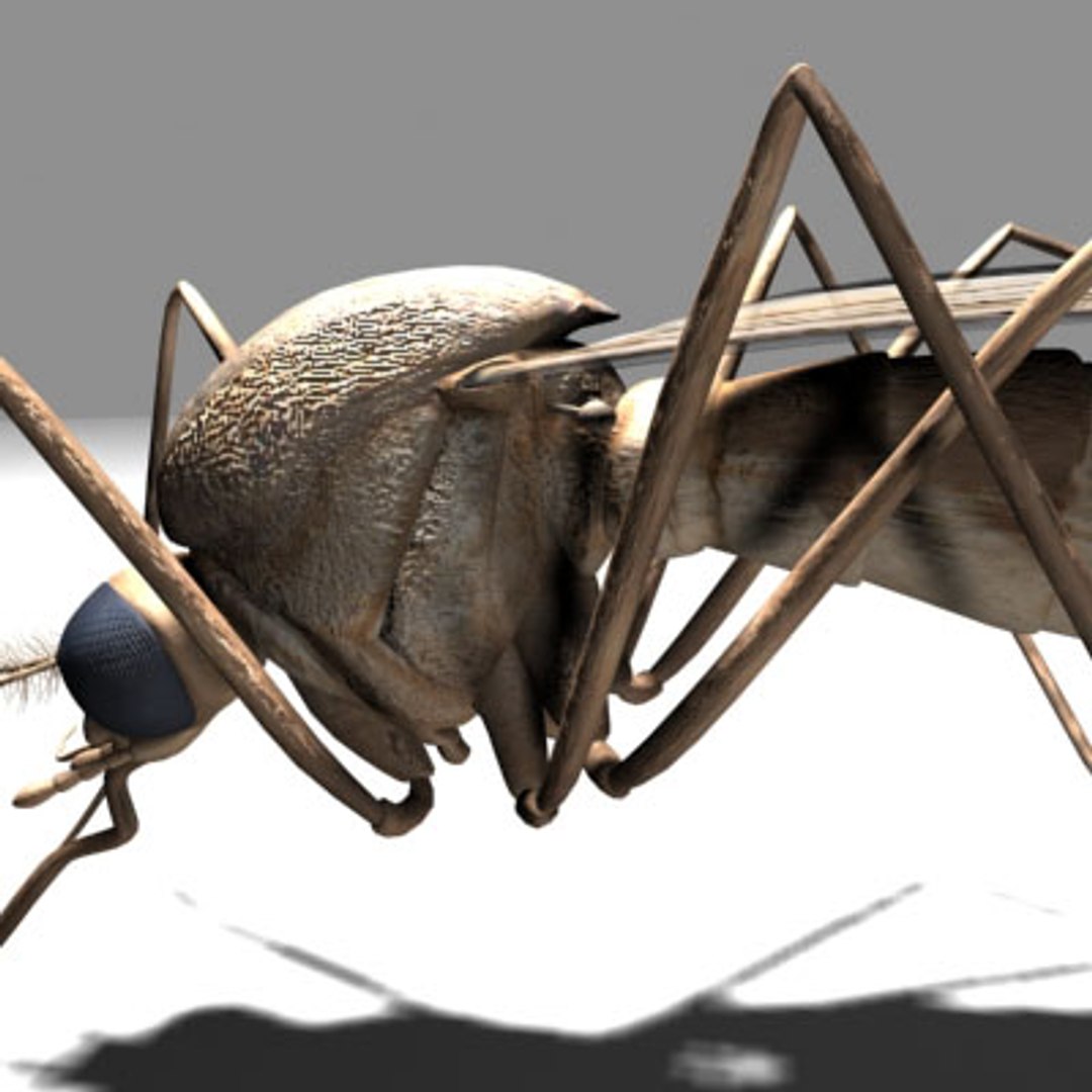 Mosquito Insect 3d Model