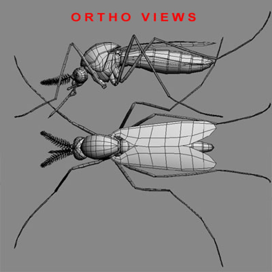 Mosquito Insect 3d Model