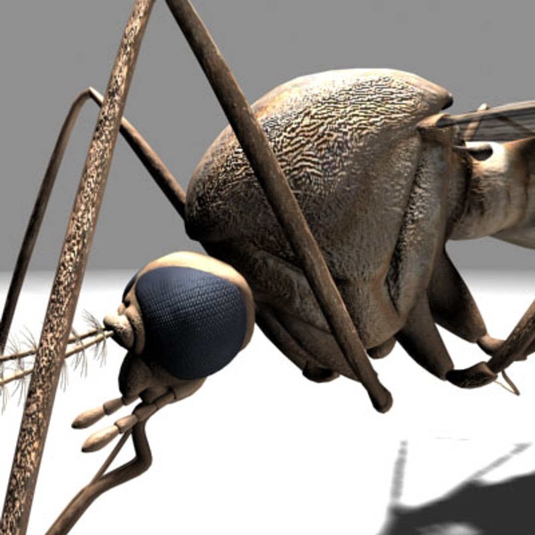 Mosquito Insect 3d Model