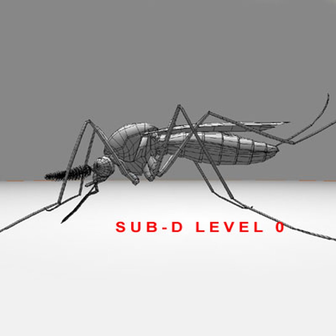 Mosquito Insect 3d Model