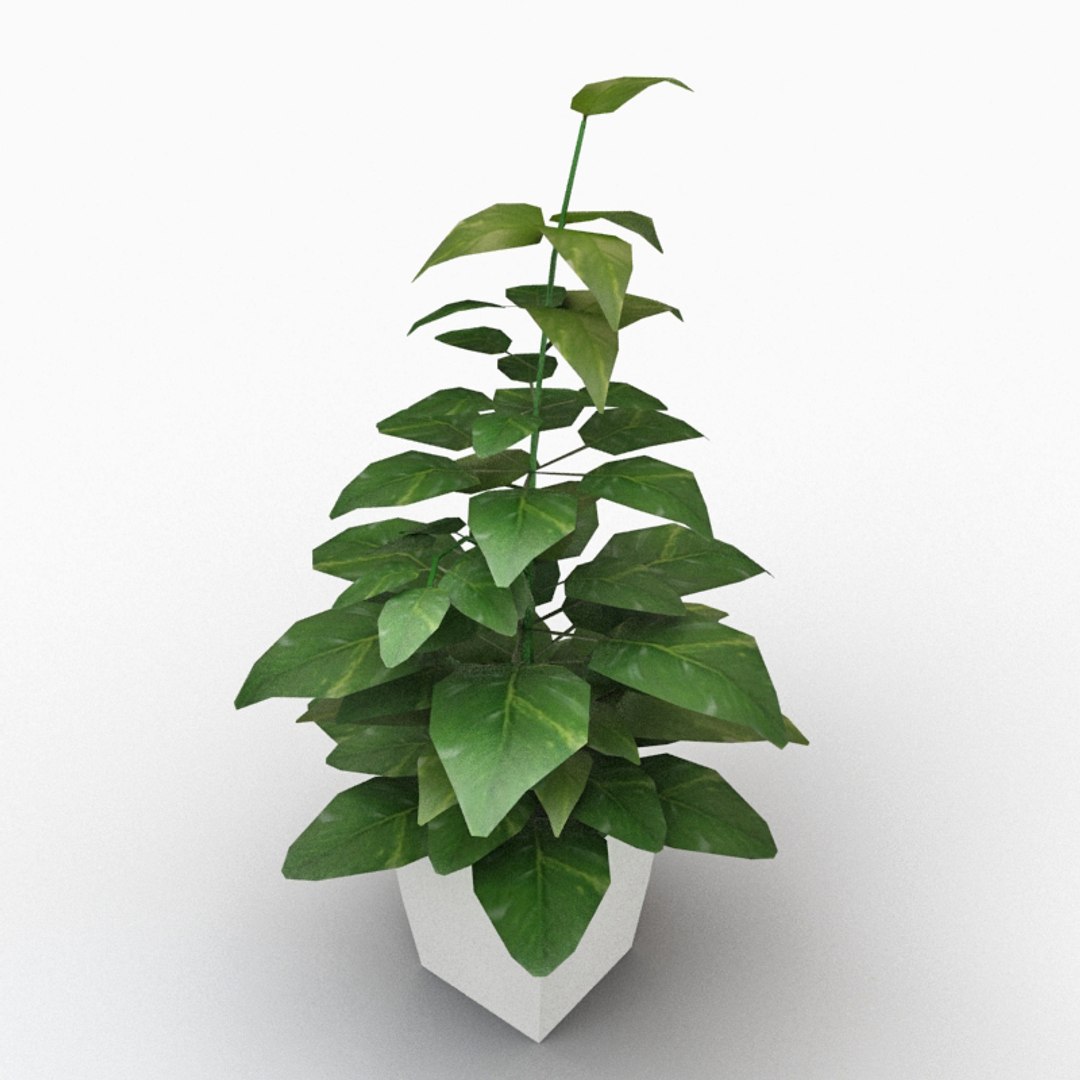 Golden Pole Pothos