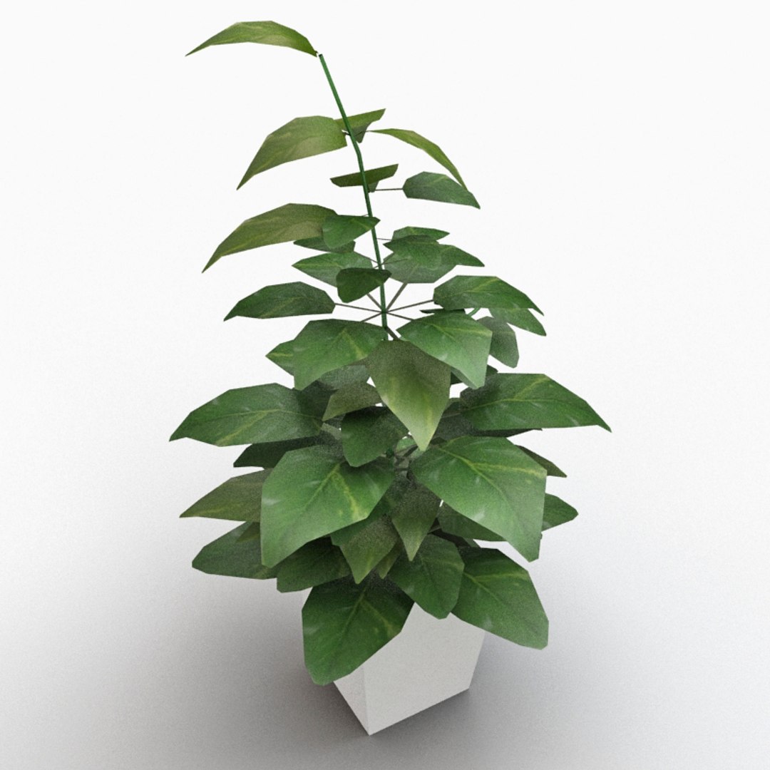 golden pole pothos