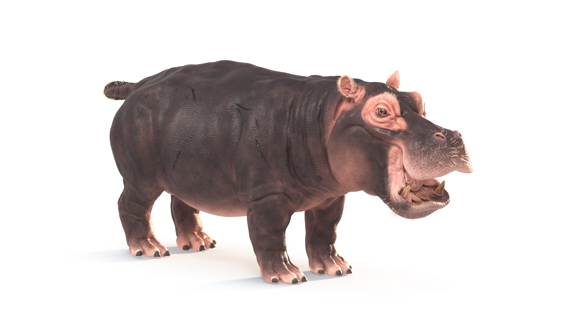 3D Hippo Textured Model - TurboSquid 2416597