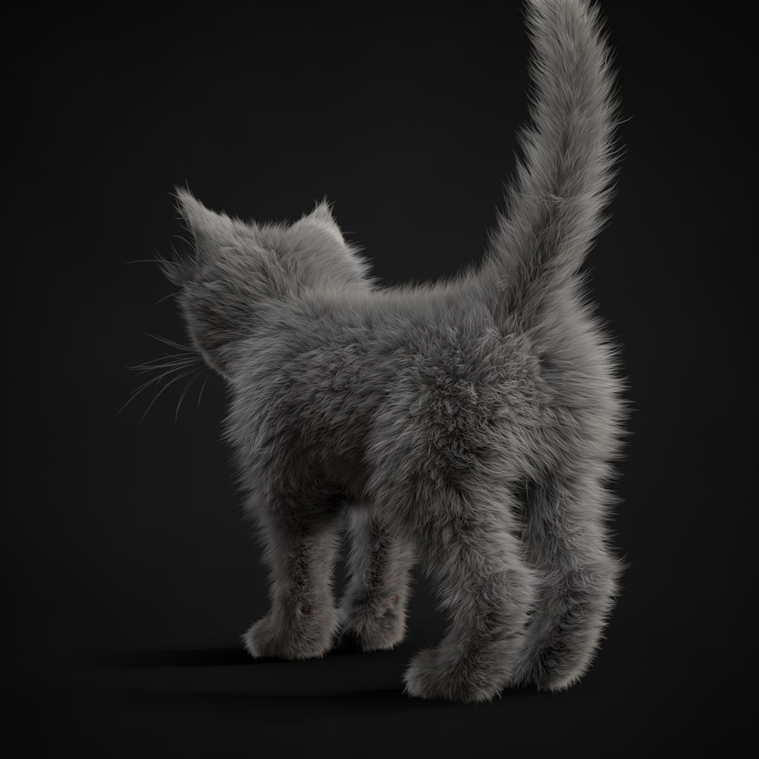 Kitten Grey 3d Model