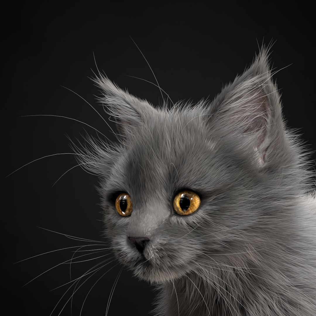 kitten grey 3d model