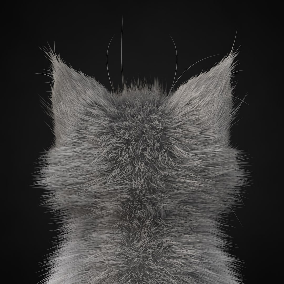 kitten grey 3d model
