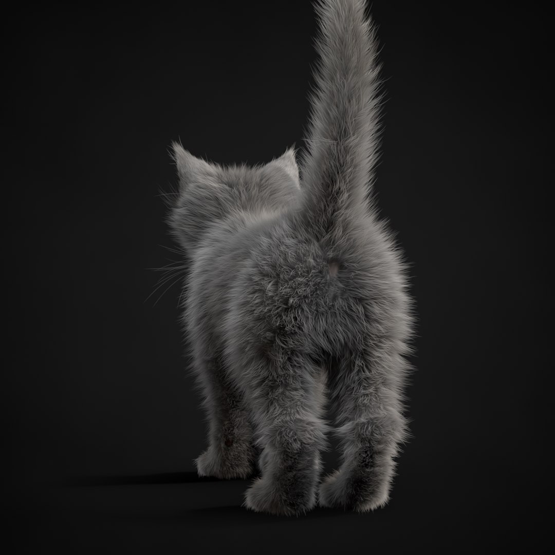 Kitten Grey 3d Model