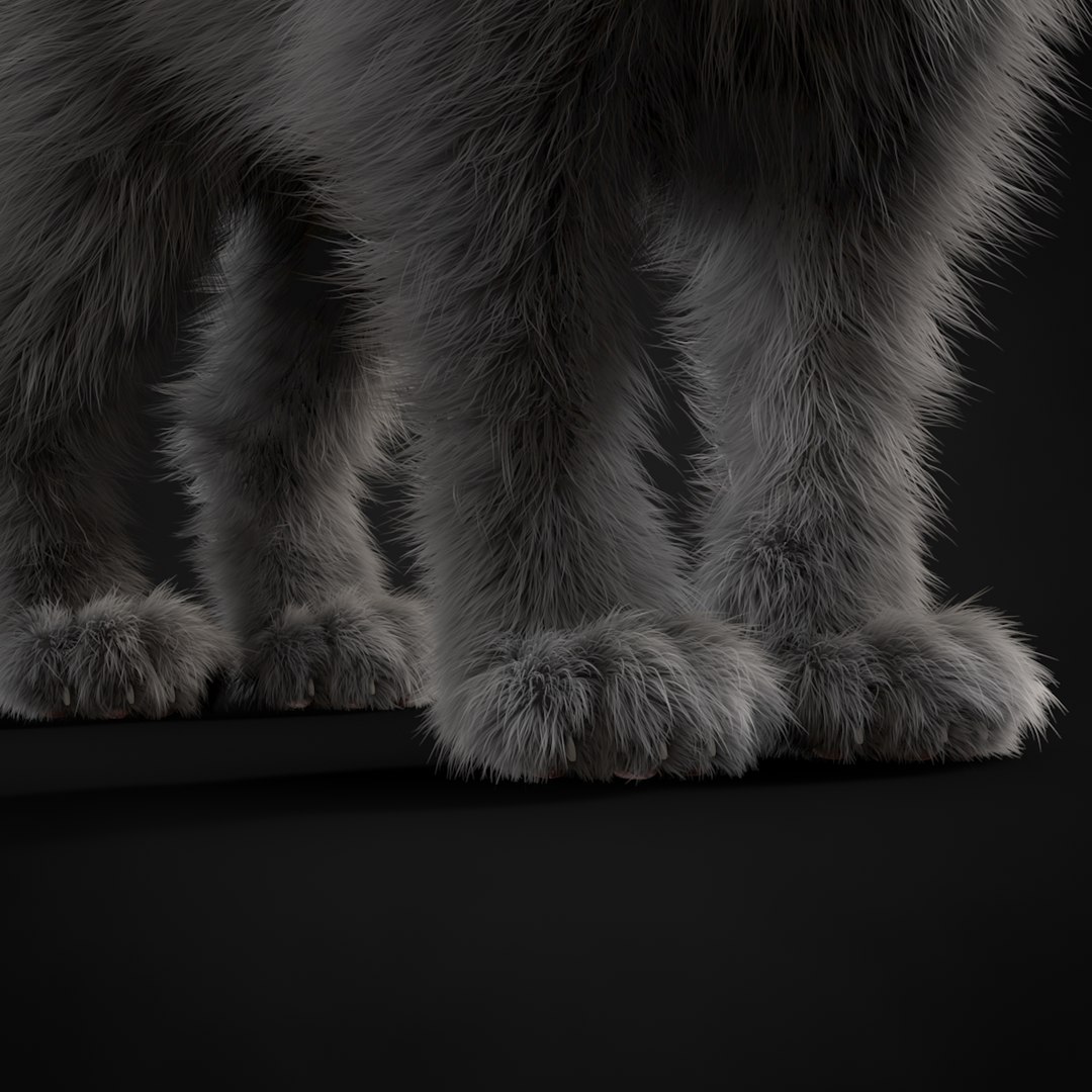 kitten grey 3d model