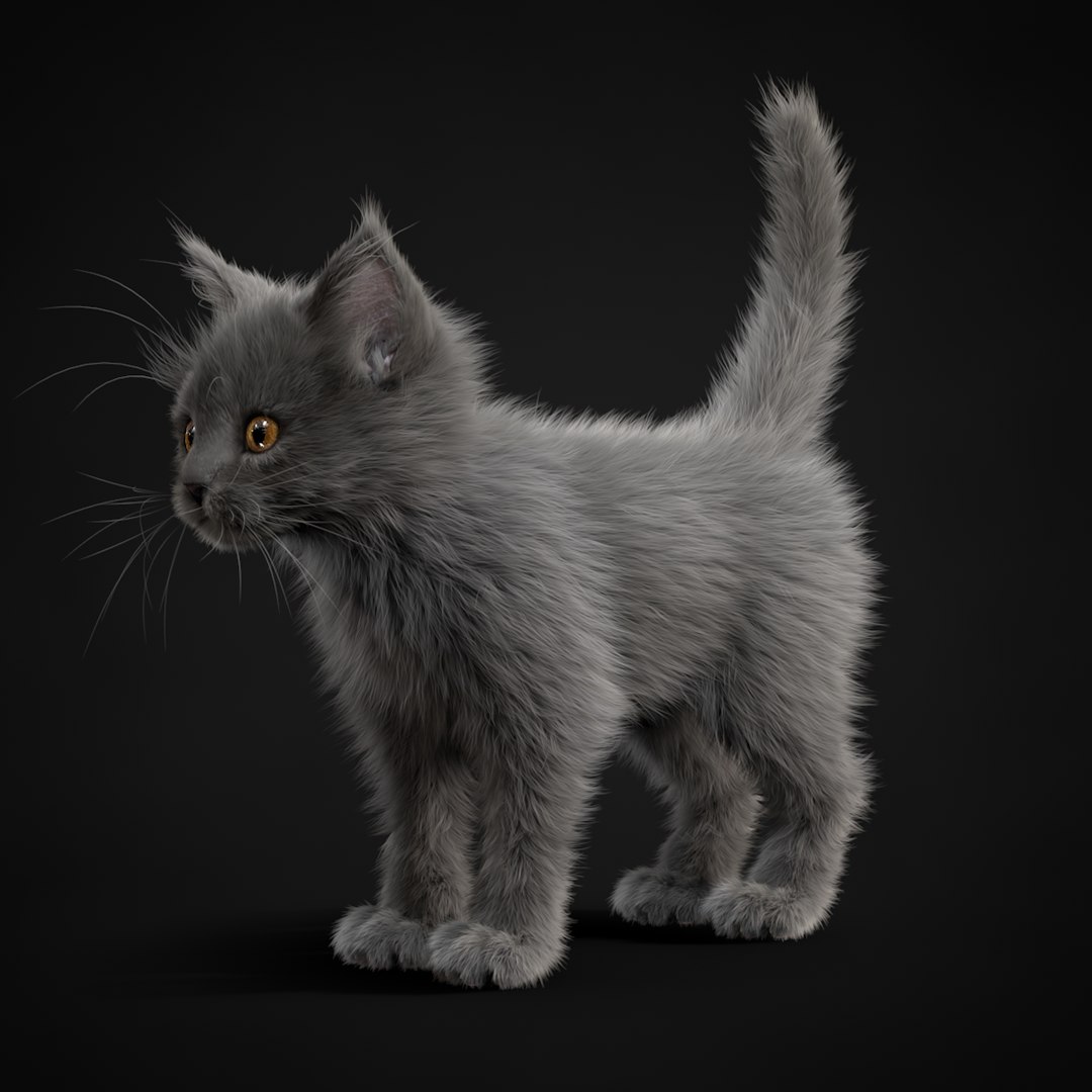 Kitten Grey 3d Model