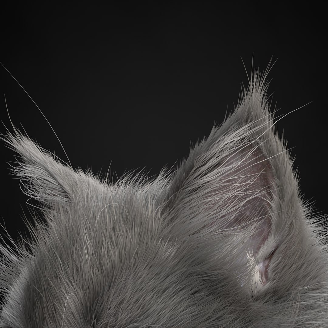 kitten grey 3d model