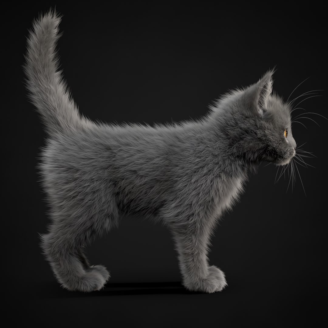 Kitten Grey 3d Model