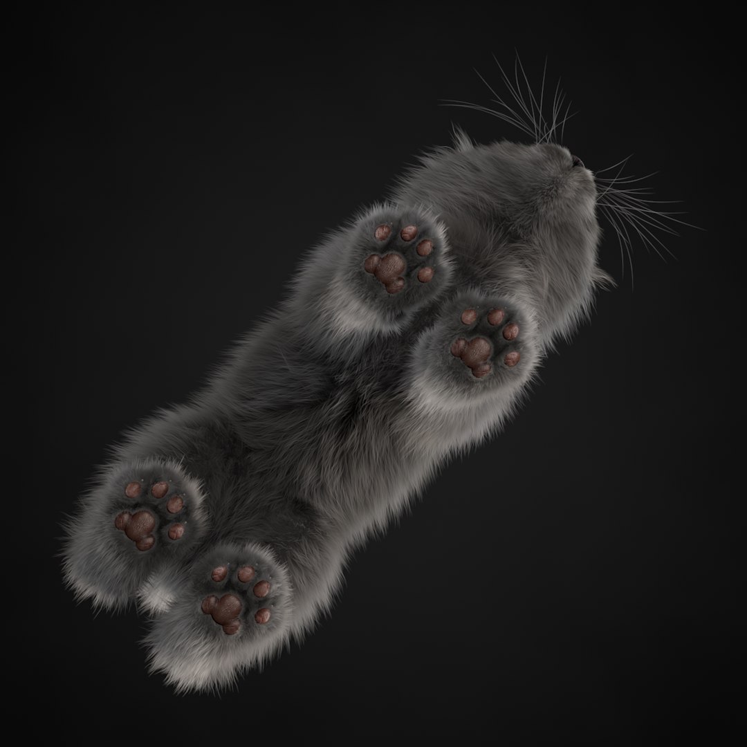 kitten grey 3d model
