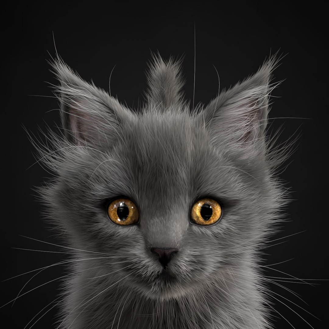 Kitten Grey 3d Model