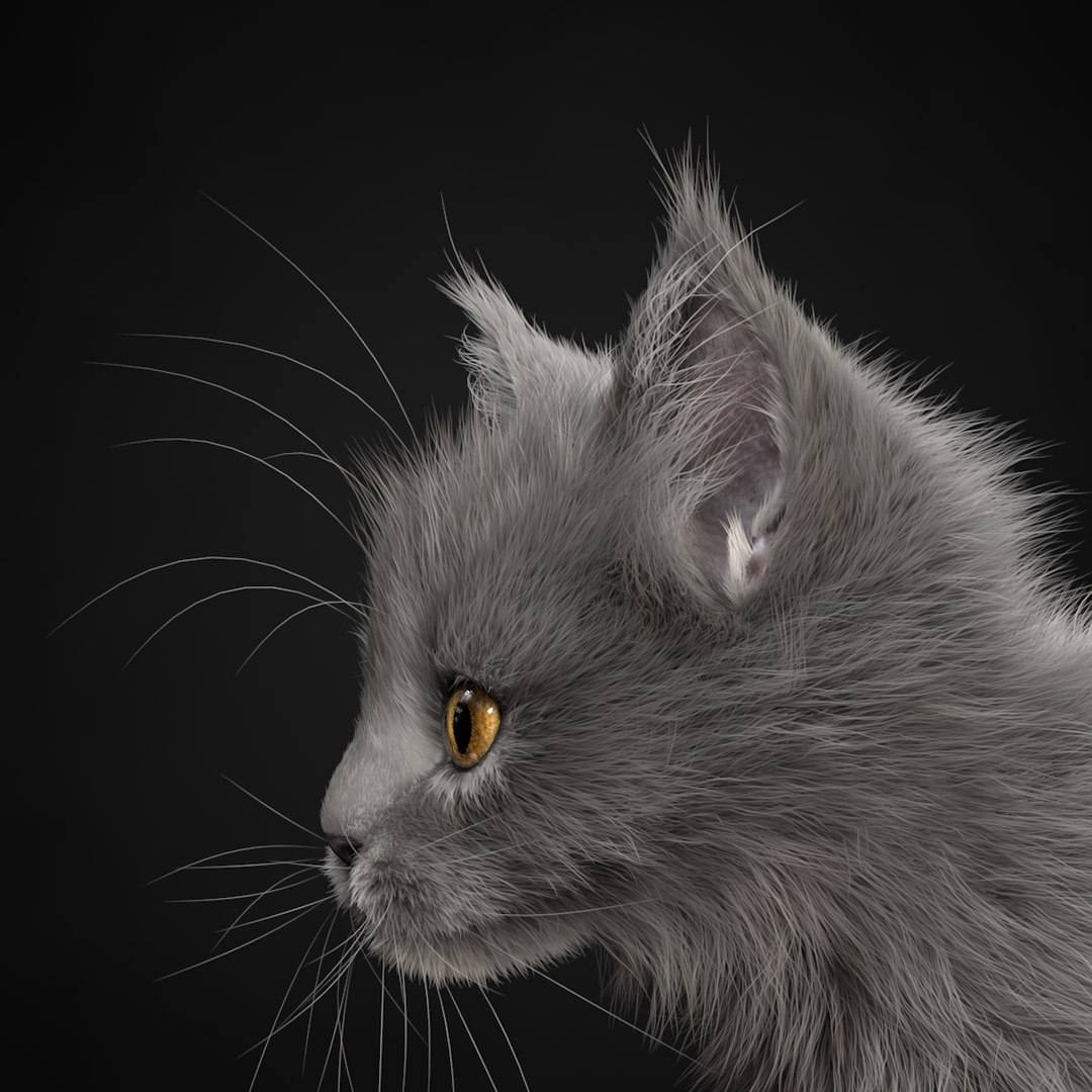 kitten grey 3d model