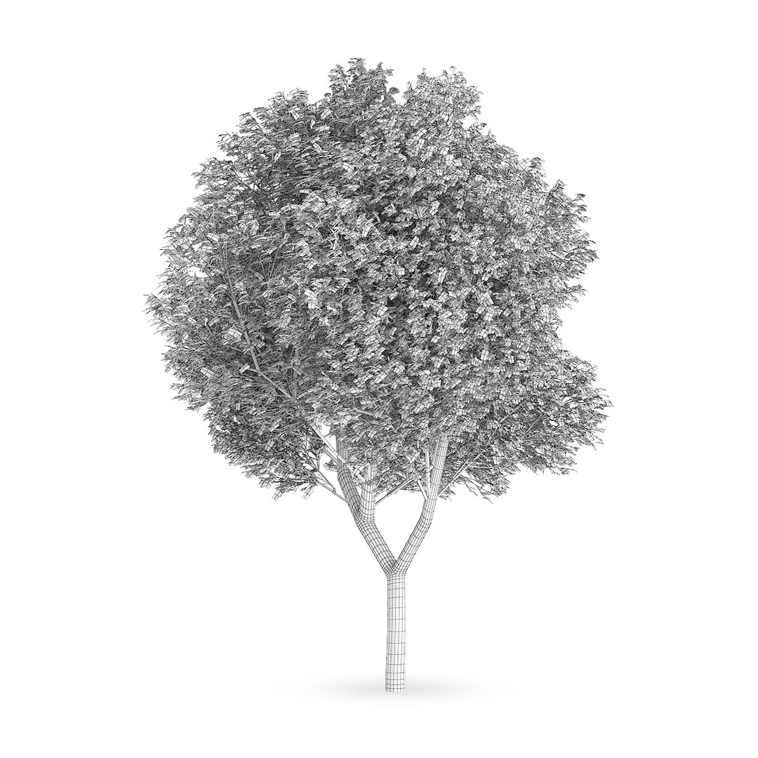 3d Honey Locust Tree Gleditsia