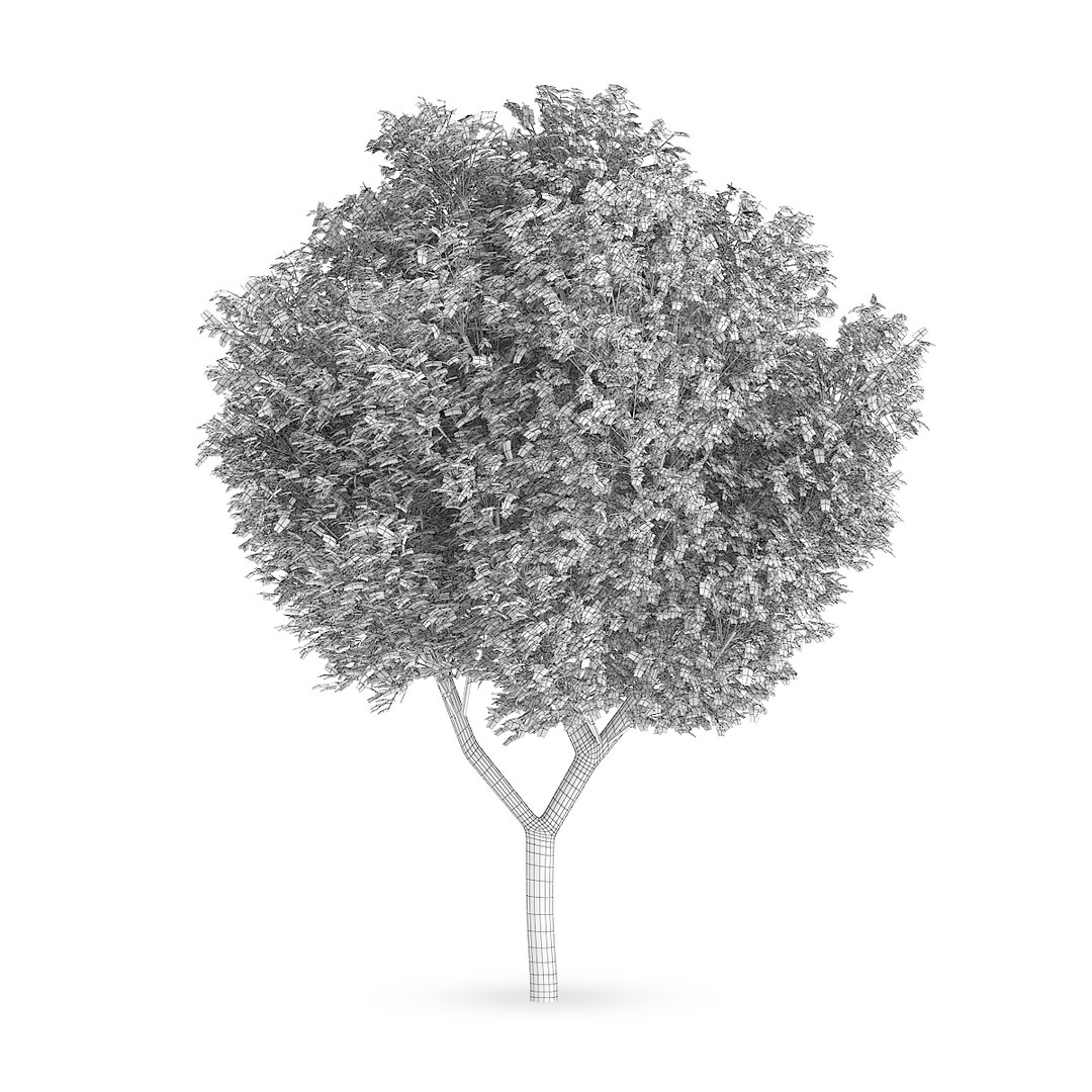 3d Honey Locust Tree Gleditsia