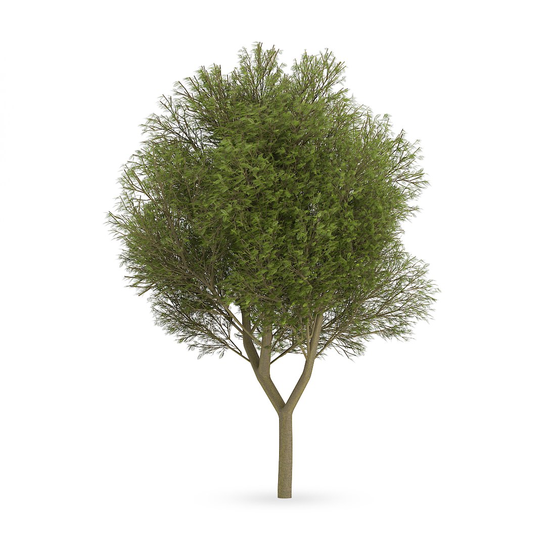 3d Honey Locust Tree Gleditsia