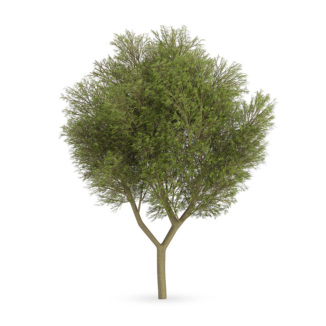 3d Honey Locust Tree Gleditsia