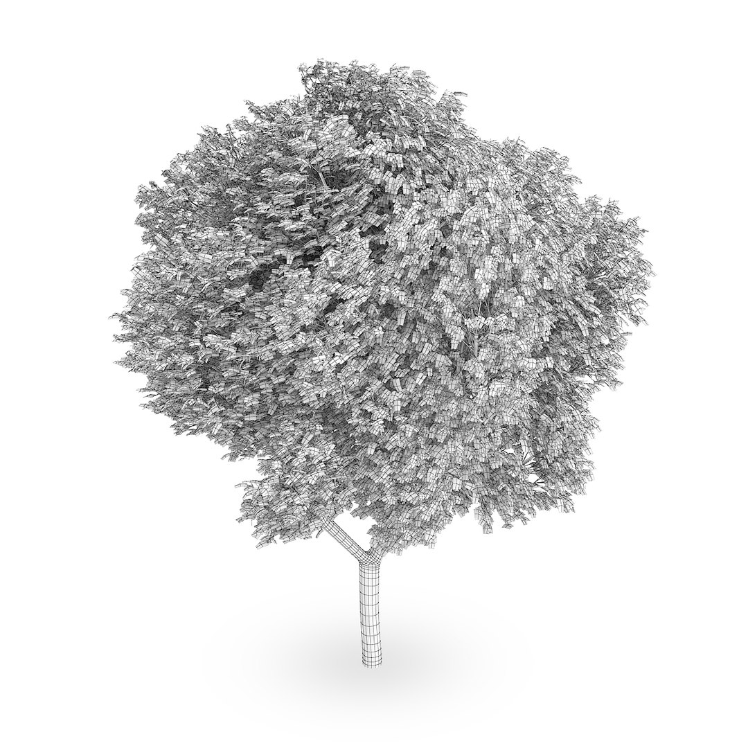 3d Honey Locust Tree Gleditsia