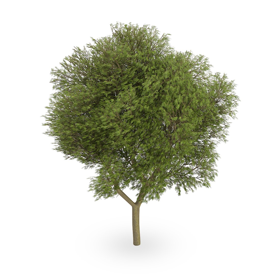 3d Honey Locust Tree Gleditsia