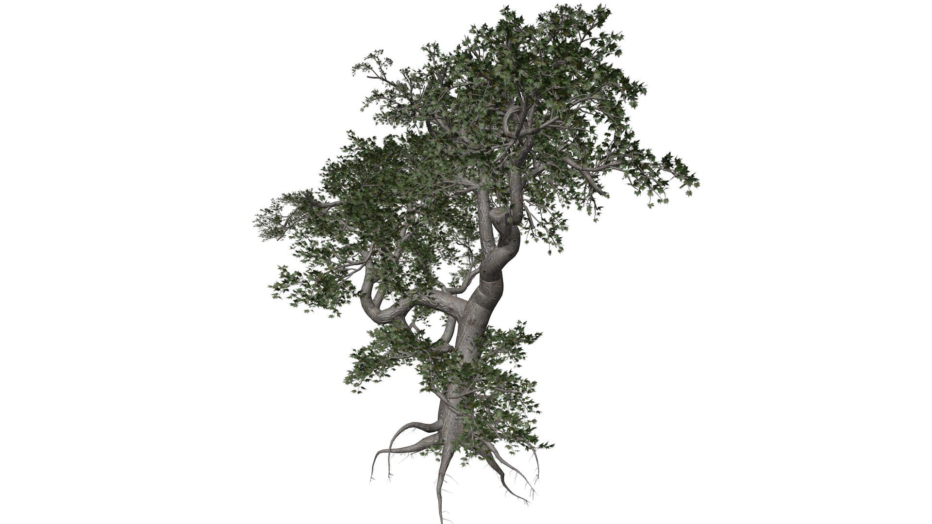 Japanese Maple Tree - 07 - 3D Model - TurboSquid 2376686