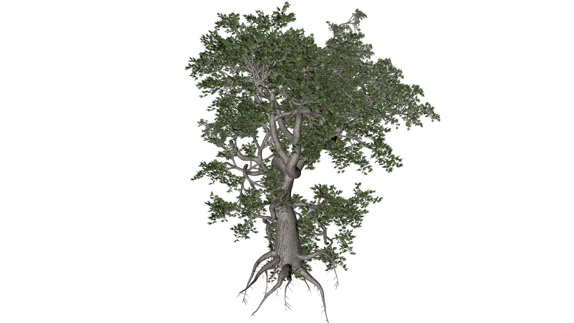 Japanese Maple Tree - 07 - 3D Model - TurboSquid 2376686