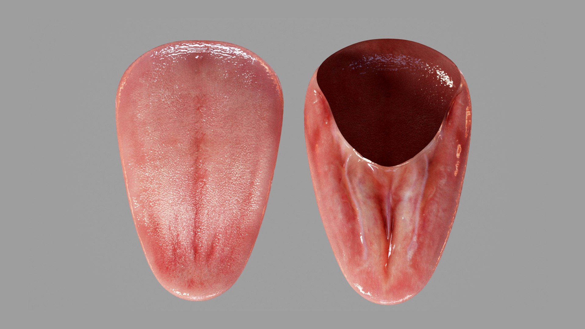 Realistic Human Mouth Tongue 3D Model - TurboSquid 1444742