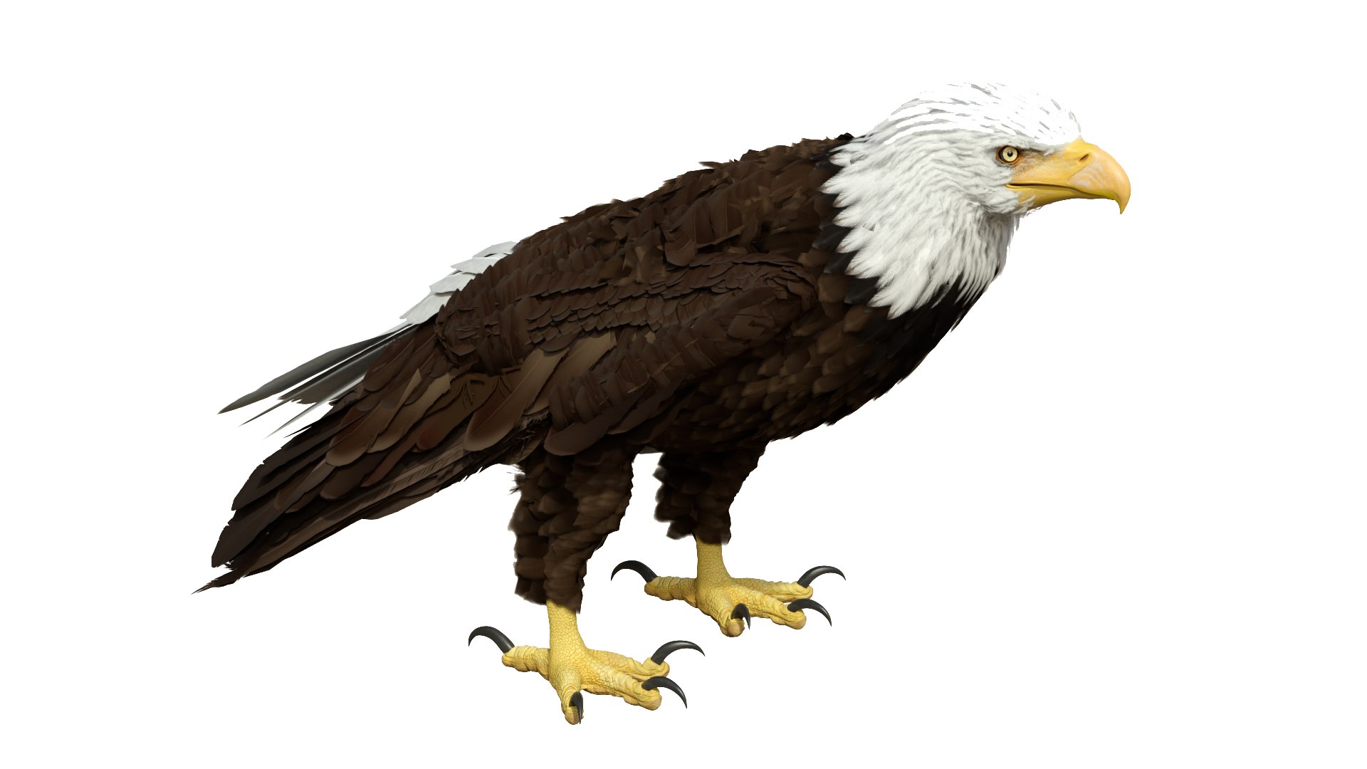 3D Model American Bald Eagle Standing - TurboSquid 2246739