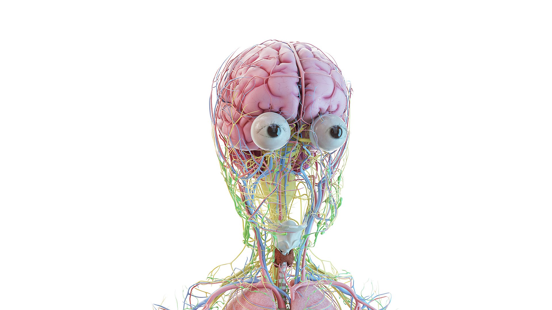 3D model Full Girl And Boy Kids Anatomy Set Blender Static - TurboSquid ...