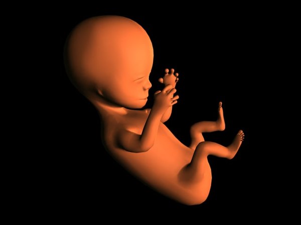 pregnant woman 3d model