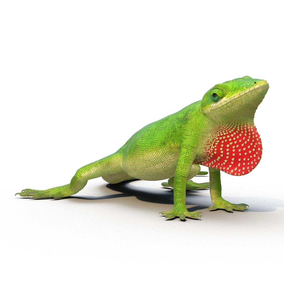 3d Carolina Anole Lizard Pose Model