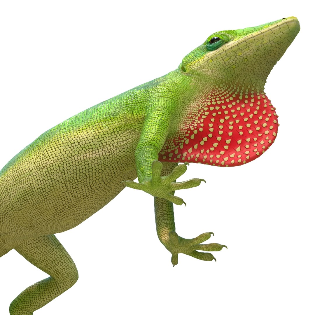 3d Carolina Anole Lizard Pose Model